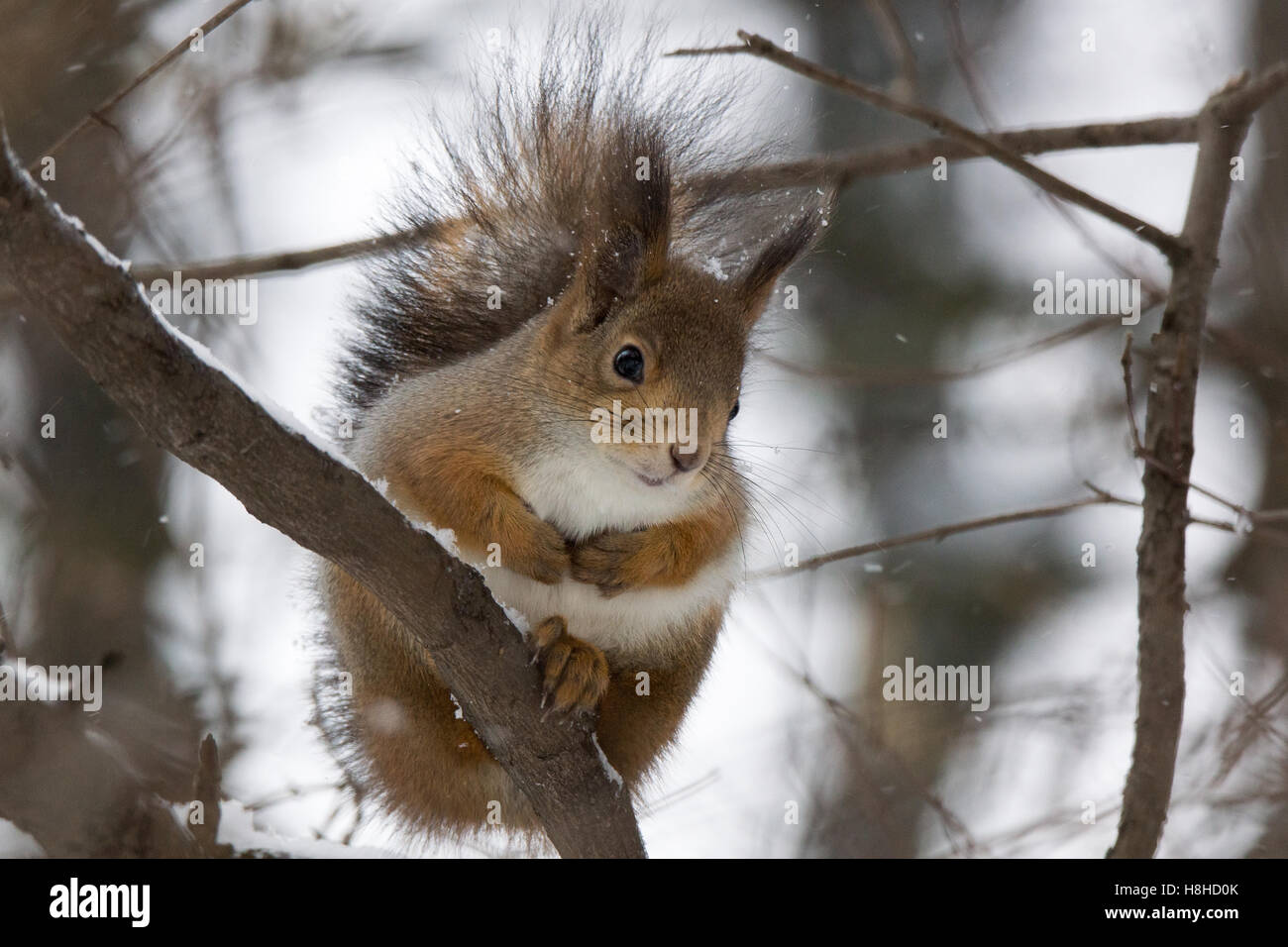 the photograph shows a squirrel on a tree Stock Photo - Alamy