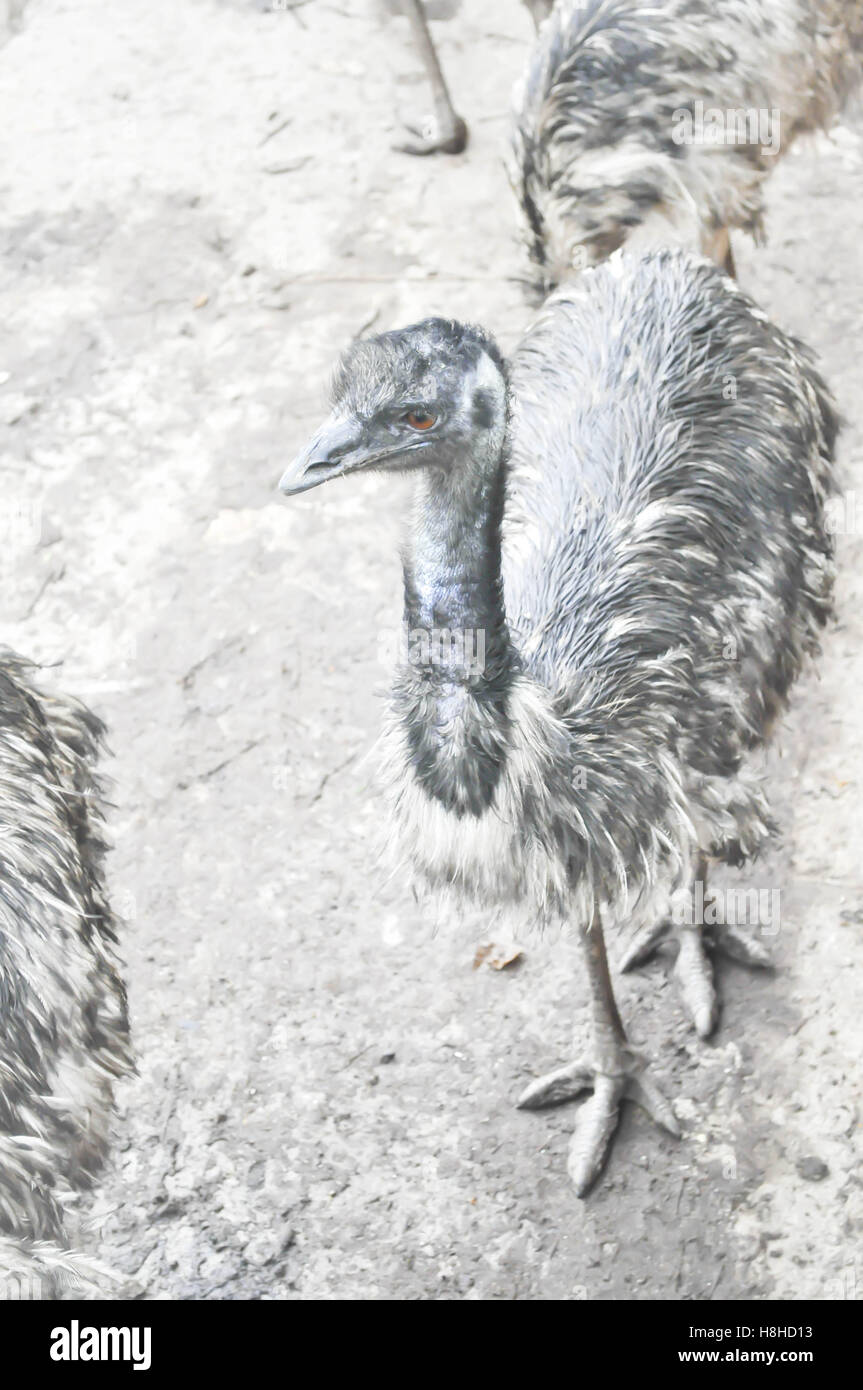 Emu animals in blue background Stock Photo - Alamy