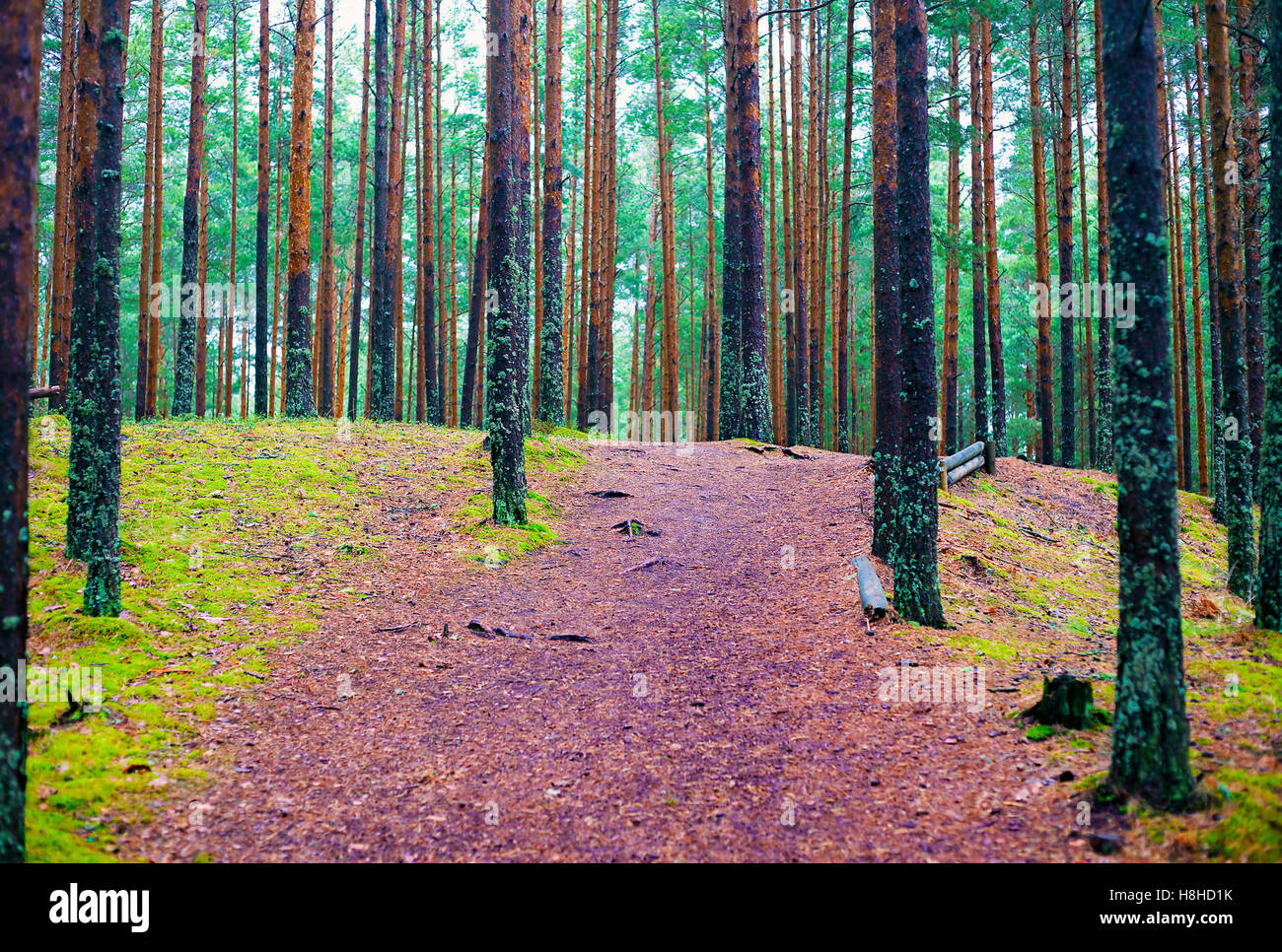 Clearing rain forest hi-res stock photography and images - Alamy