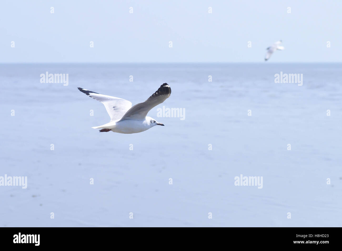 flying seagull near the ocean Stock Photo - Alamy