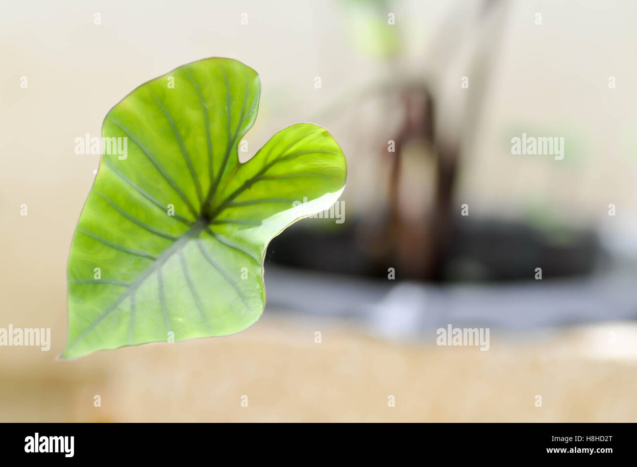 elephant leaf or Elephant's Ear in the flower pot Stock Photo - Alamy