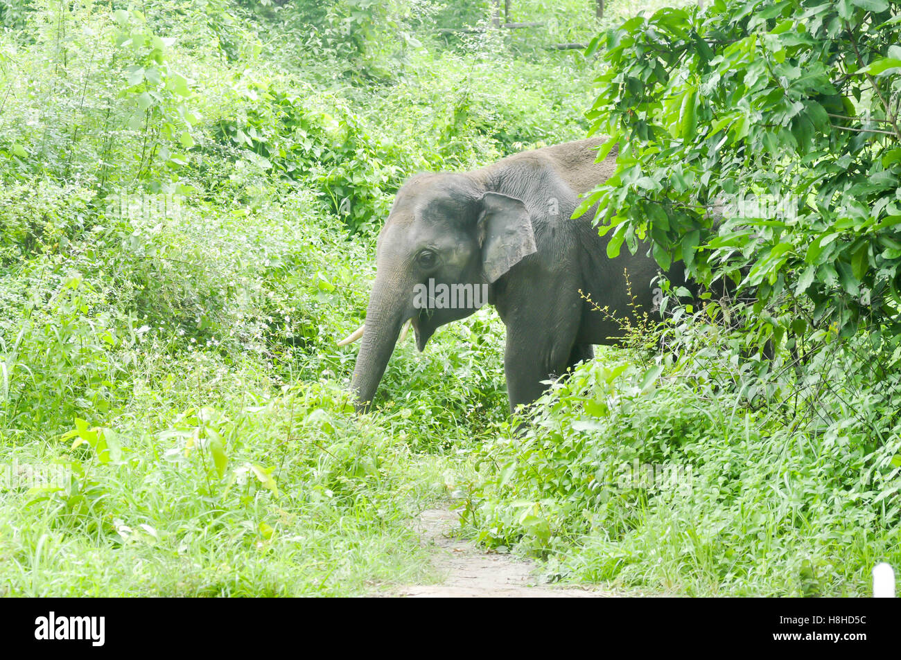gray elephant in the forest Stock Photo - Alamy