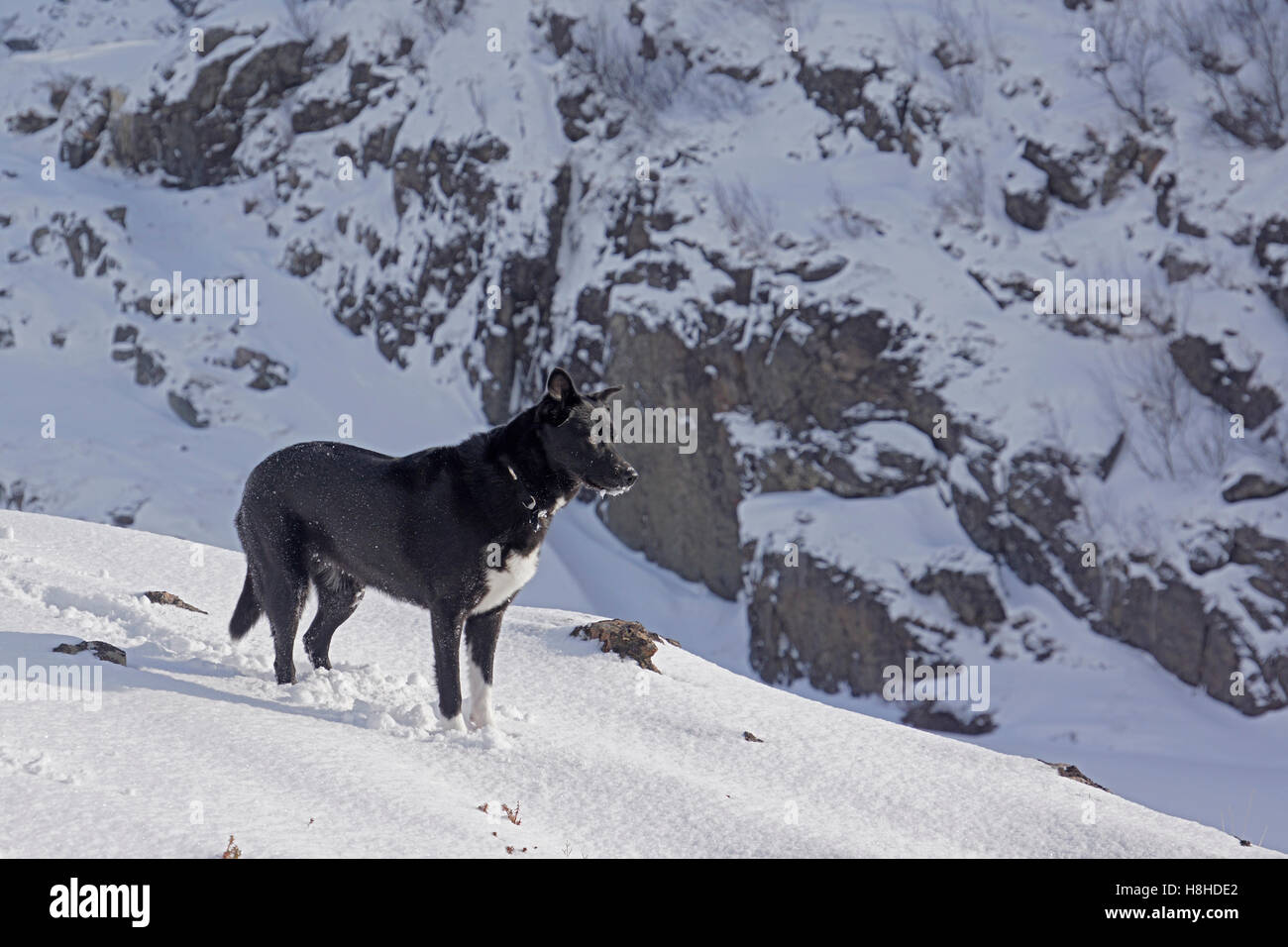 Family dog out in the winter. Northern Norway, Finnmark, Seiland Stock ...