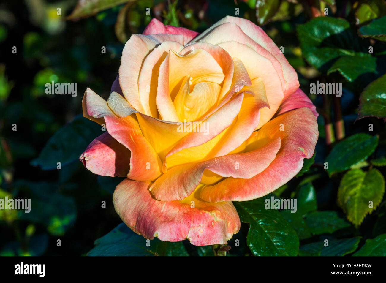 Hybrid tea rose Rosa Fulton MacKay. Hybridized by Cocker. London UK ...