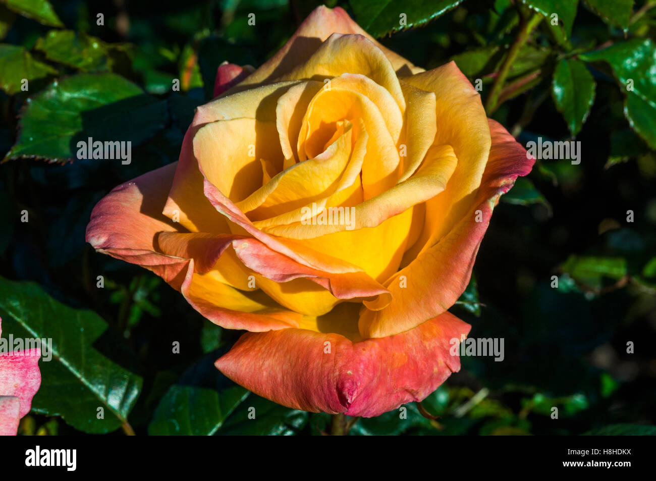 Hybrid tea rose Rosa Fulton MacKay. Hybridized by Cocker. London UK ...