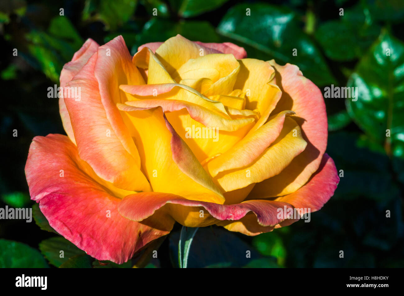 Hybrid tea rose Rosa Fulton MacKay. Hybridized by Cocker. London UK ...