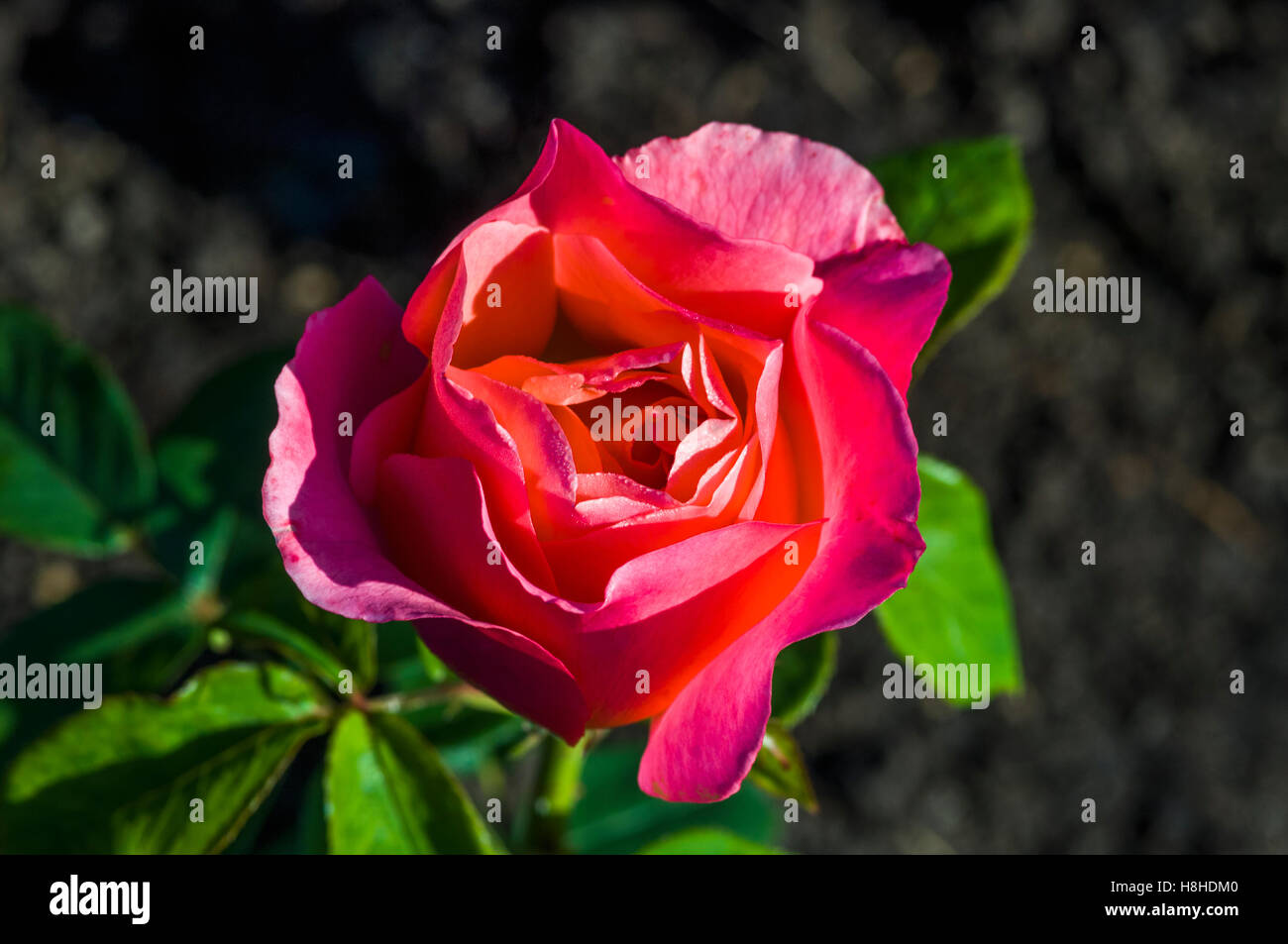 Rose lady rose High Resolution Stock Photography and Images - Alamy