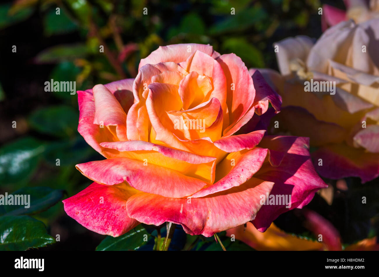 Hybrid tea rose Rosa Fulton MacKay. Hybridized by Cocker London UK ...