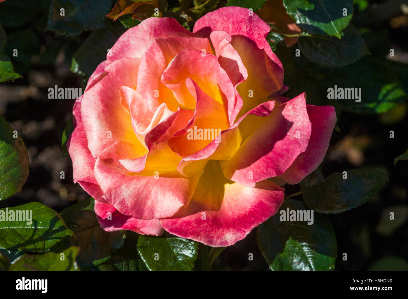 Hybrid tea rose Rosa Fulton MacKay. Hybridized by Cocker. UK Stock ...
