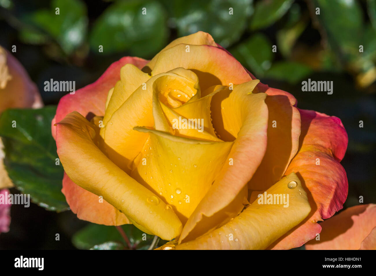 Hybrid tea rose Rosa Fulton MacKay. Hybridized by Cocker. UK Stock ...