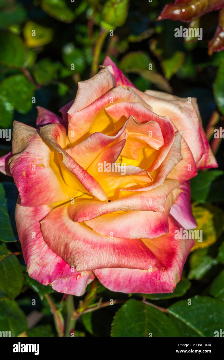 Hybrid tea rose Rosa Fulton MacKay. Hybridized by Cocker. UK Stock ...