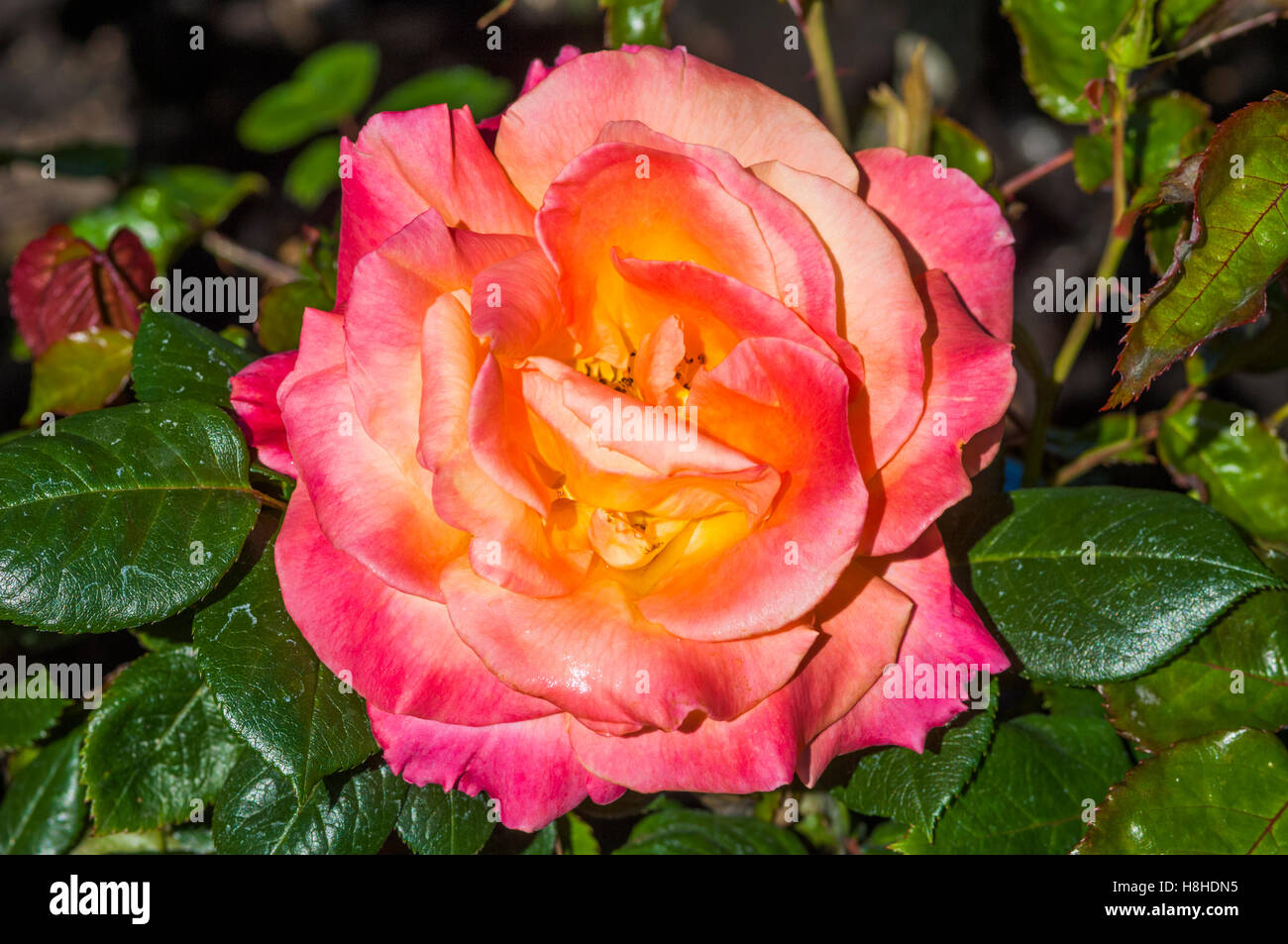 Hybrid tea rose Rosa Fulton MacKay. Hybridized by Cocker. UK Stock ...