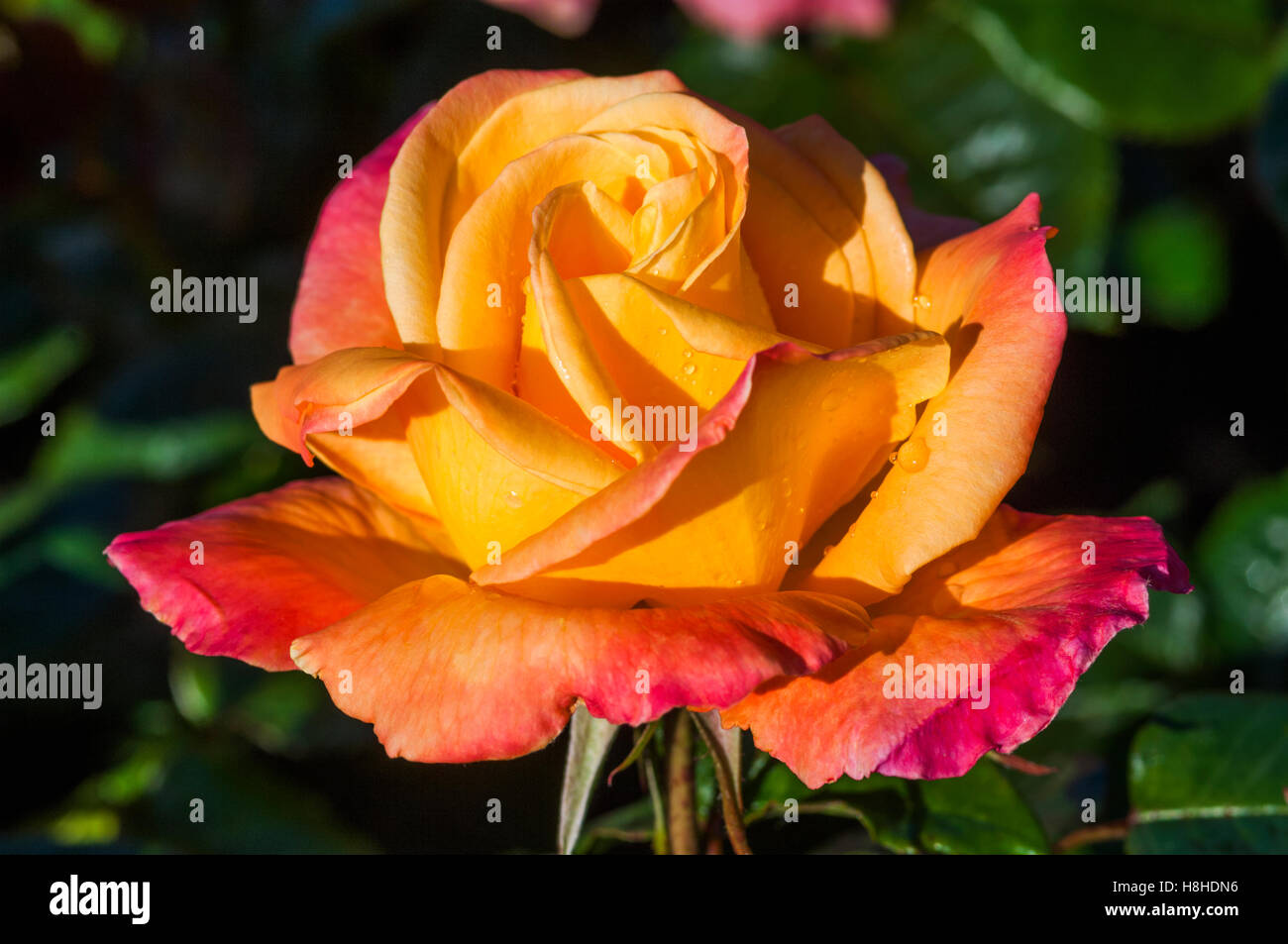 Hybrid tea rose Rosa Fulton MacKay. Hybridized by Cocker. UK Stock ...