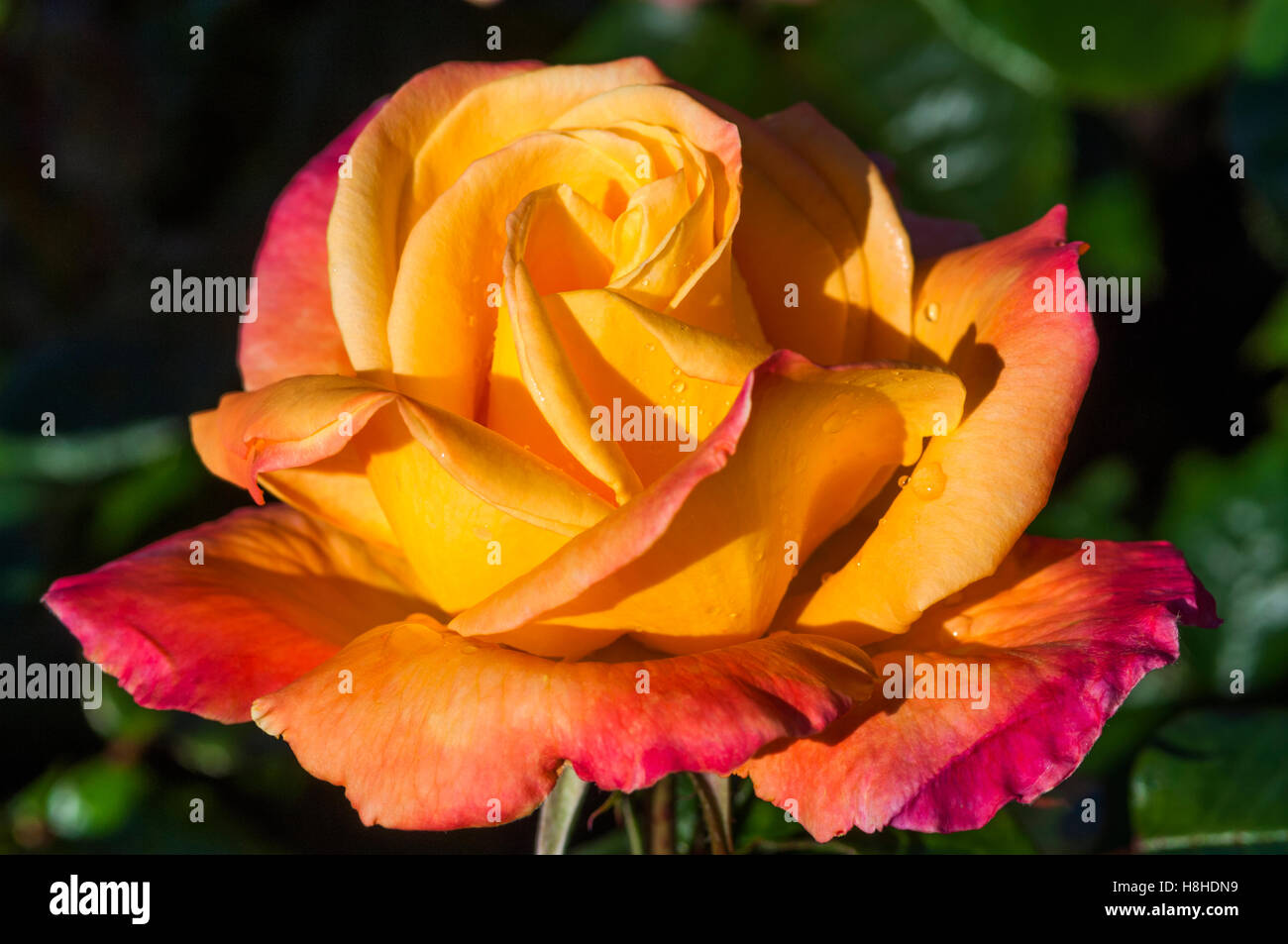 Hybrid tea rose Rosa Fulton MacKay. Hybridized by Cocker. UK Stock ...