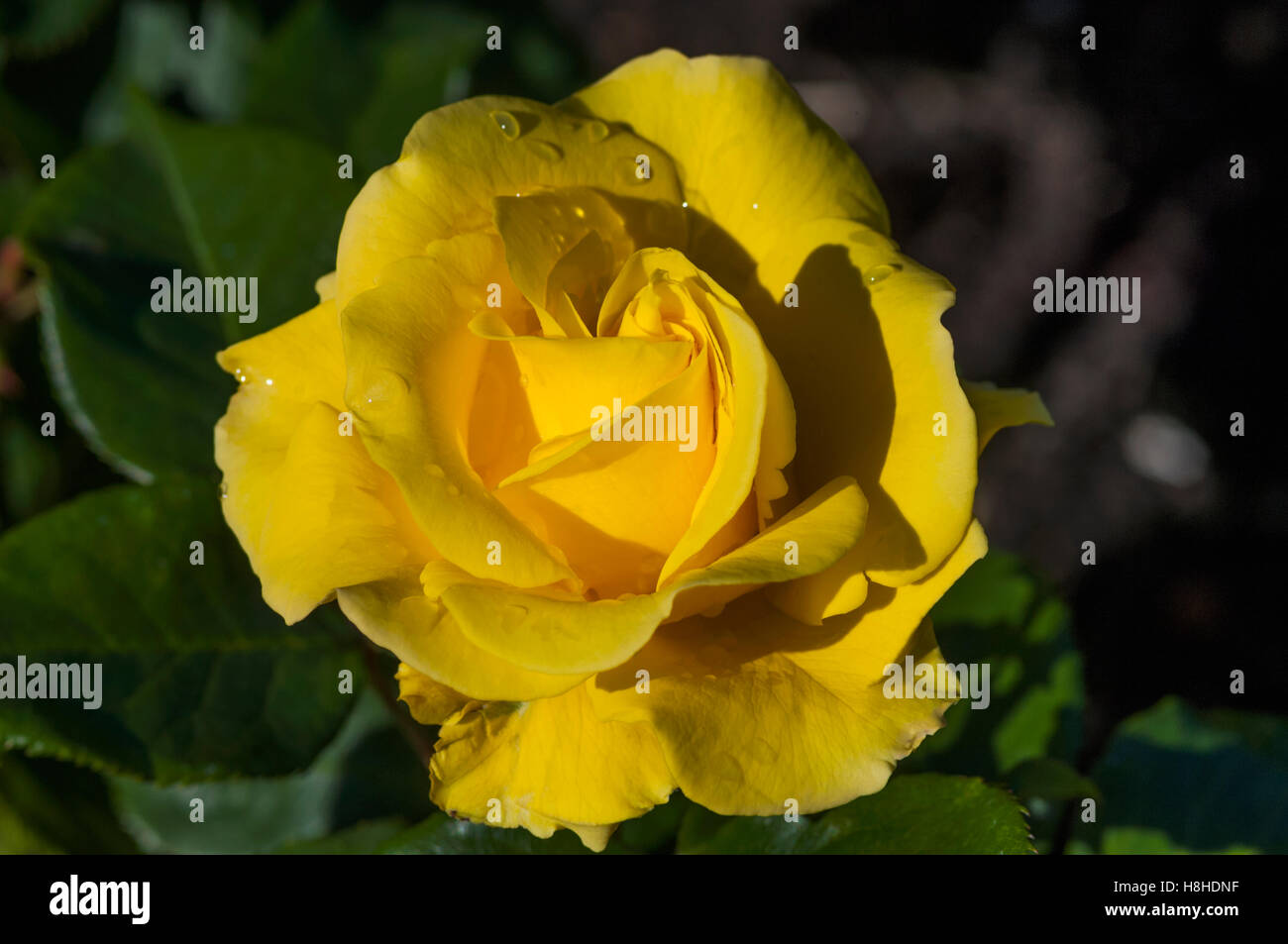 Rose teas hi-res stock photography and images - Alamy