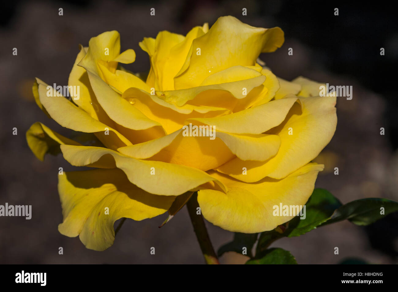 One yellow tea rose hi-res stock photography and images - Alamy