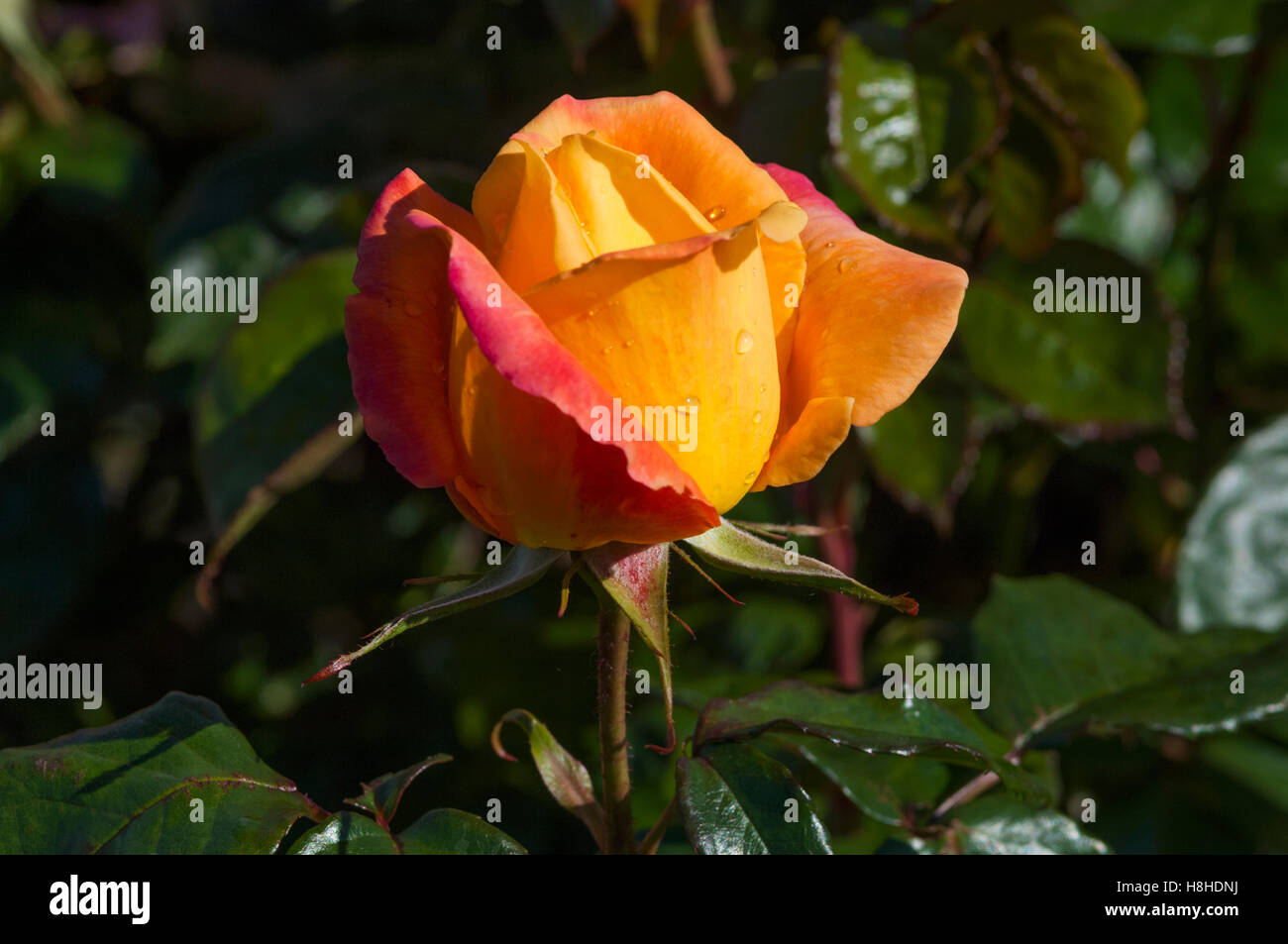 Hybrid tea rose Rosa Fulton MacKay. Hybridized by Cocker. UK Stock ...