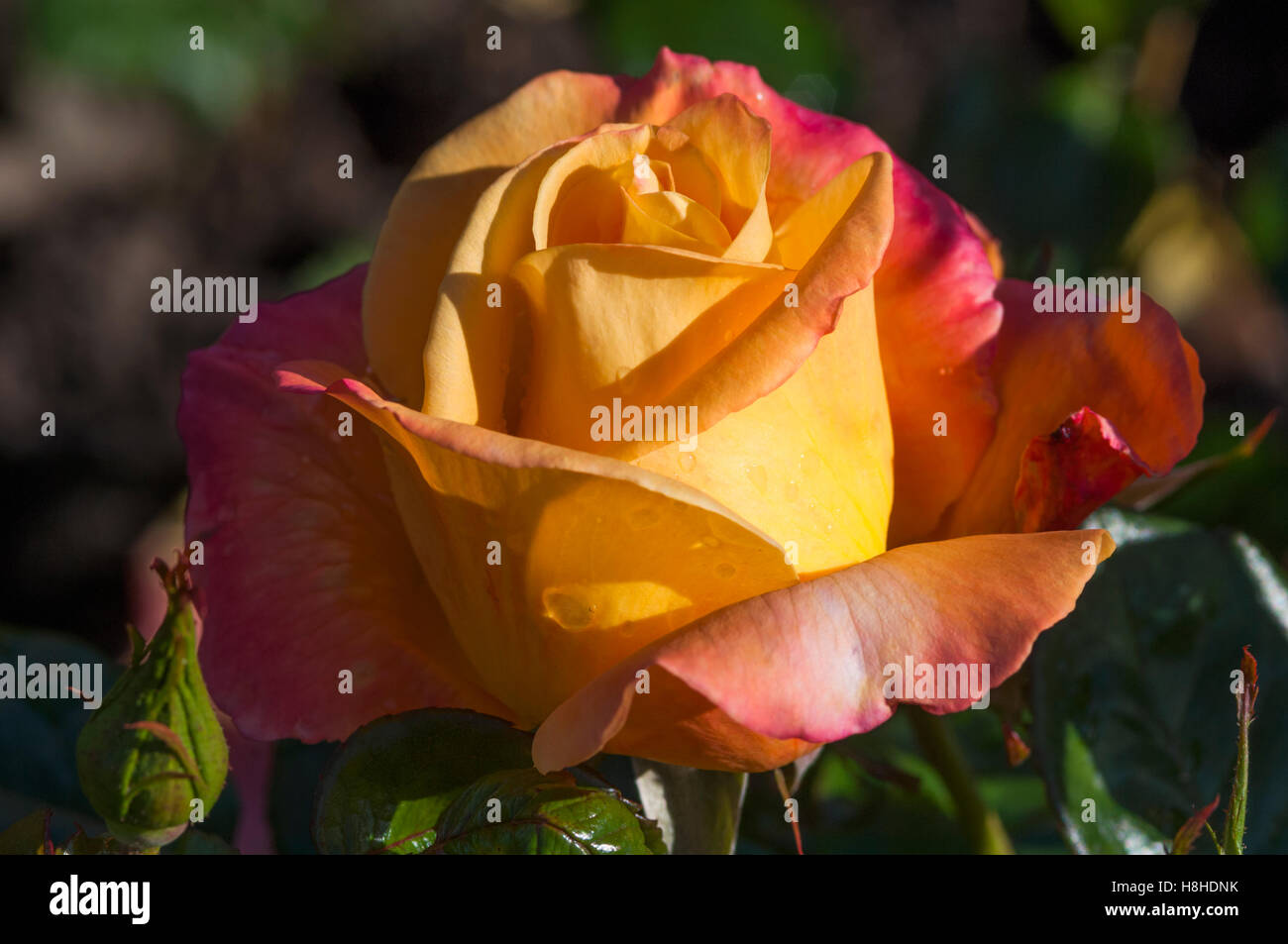 Hybrid tea rose Rosa Fulton MacKay. Hybridized by Cocker. UK Stock ...
