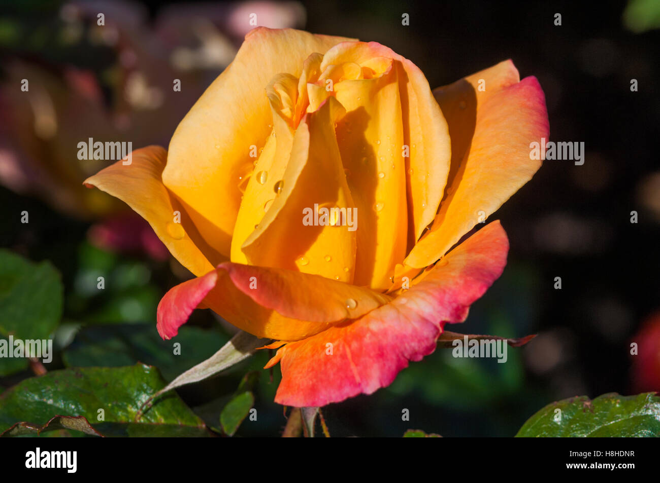 Fulton mackay hi-res stock photography and images - Alamy