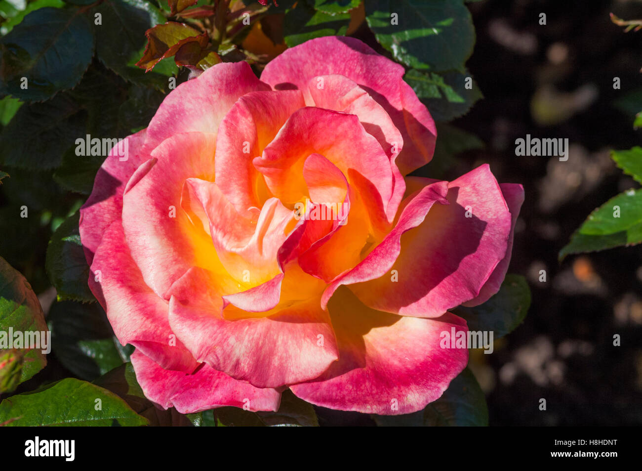Hybrid tea rose Rosa Fulton MacKay. Hybridized by Cocker. UK Stock ...