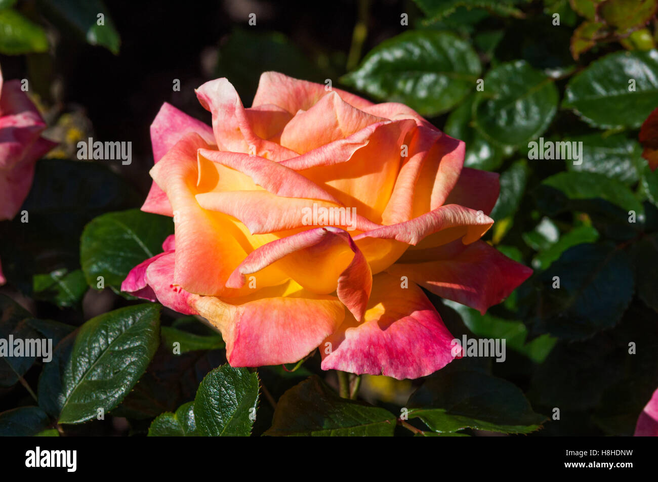 Hybrid tea rose Rosa Fulton MacKay. Hybridized by Cocker. UK Stock ...