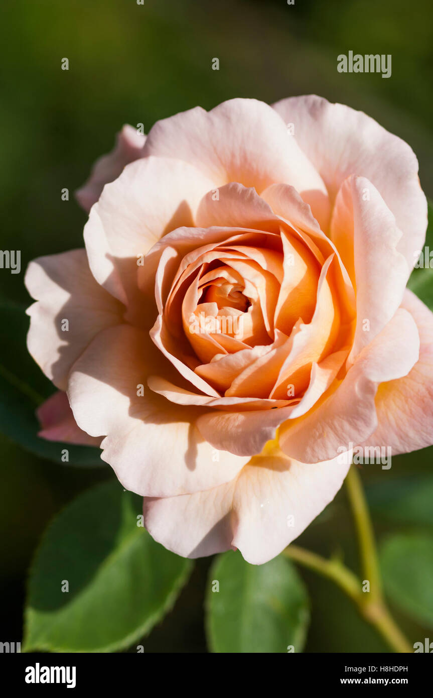Rosa saga hi-res stock photography and images - Alamy