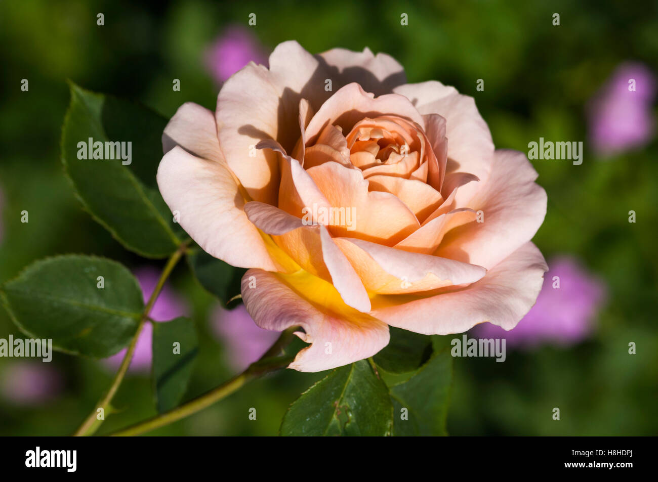 Saga rose hi-res stock photography and images - Alamy
