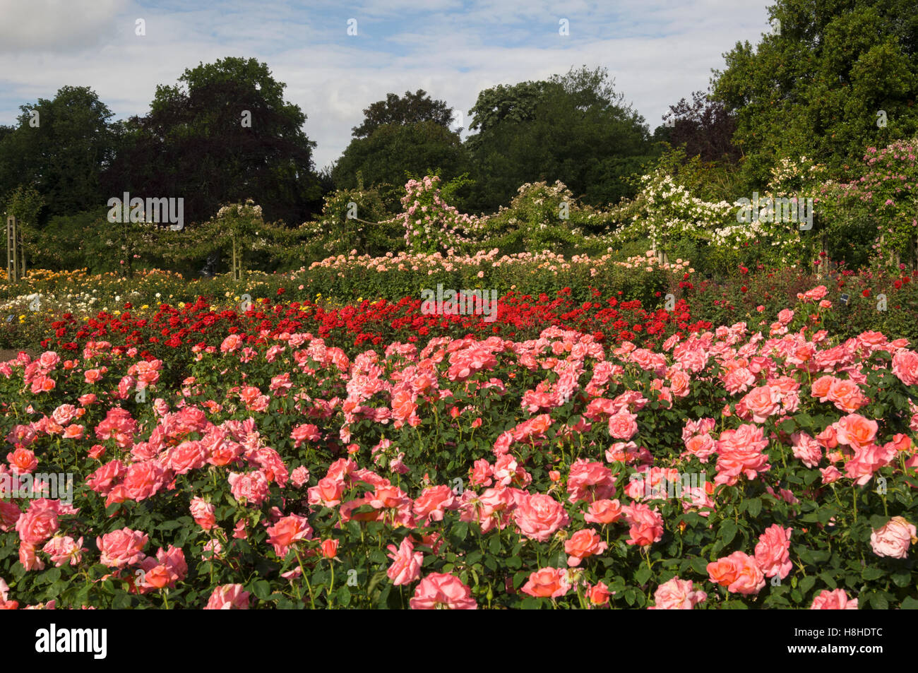 Rose Garden in park. London, UK Stock Photo - Alamy