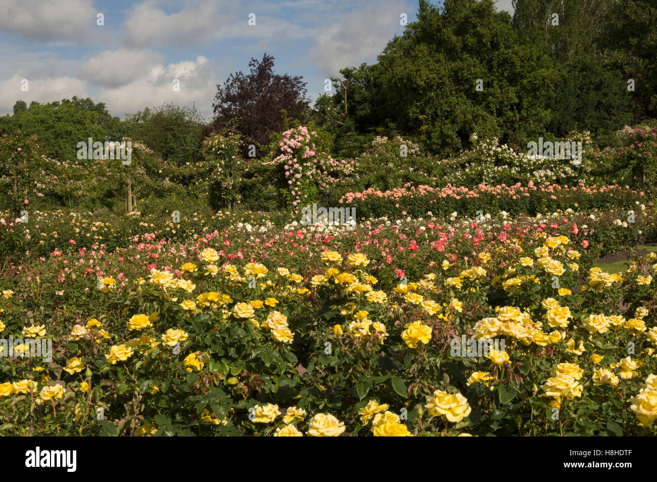 Rose Garden in park. London, UK Stock Photo - Alamy