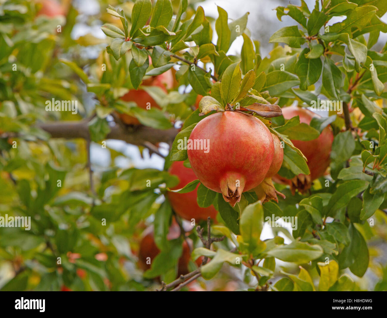 Pomegranate Tree Spiral Leaves