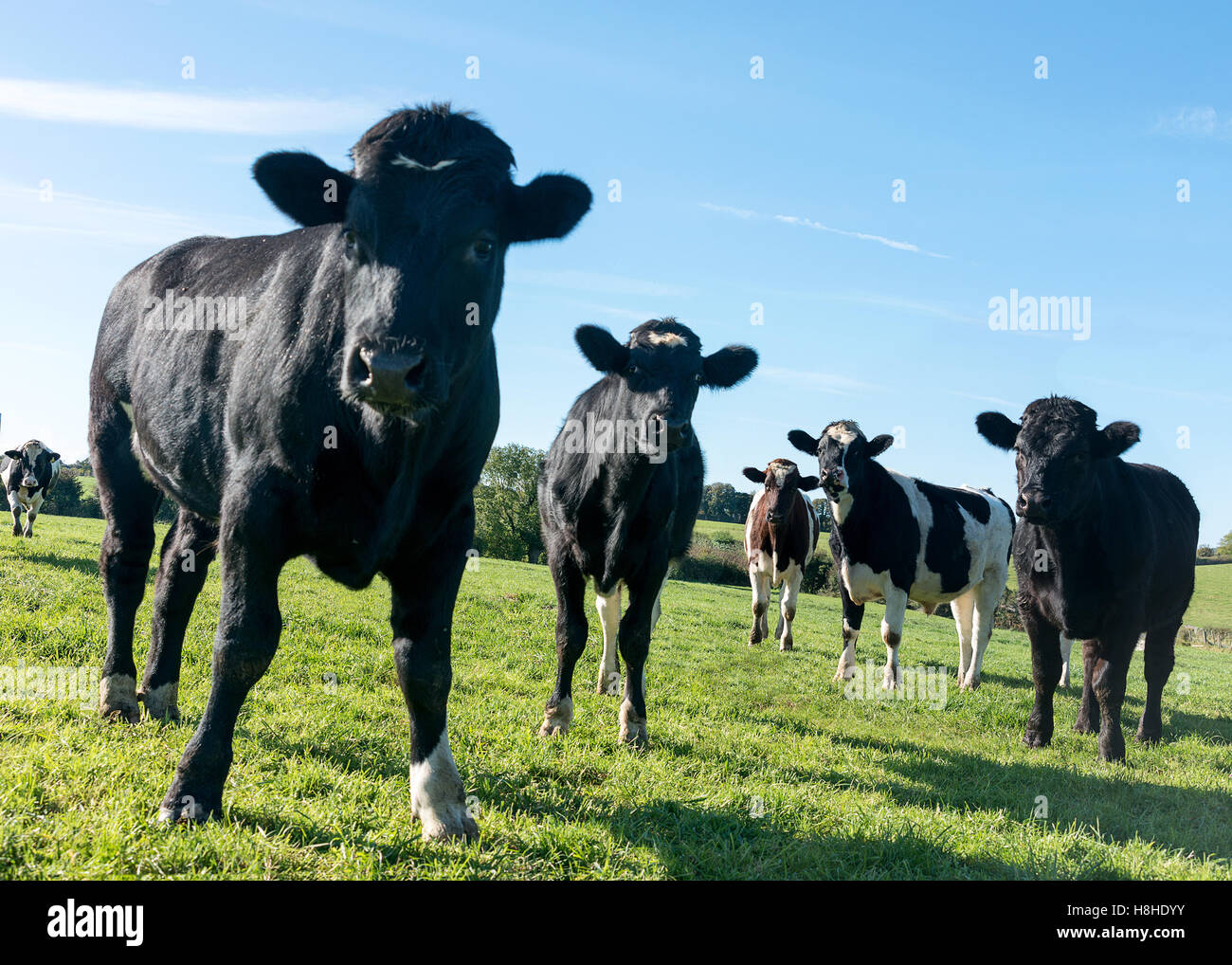Group of un-tag agriculture organic cows,close up black and white in a ...