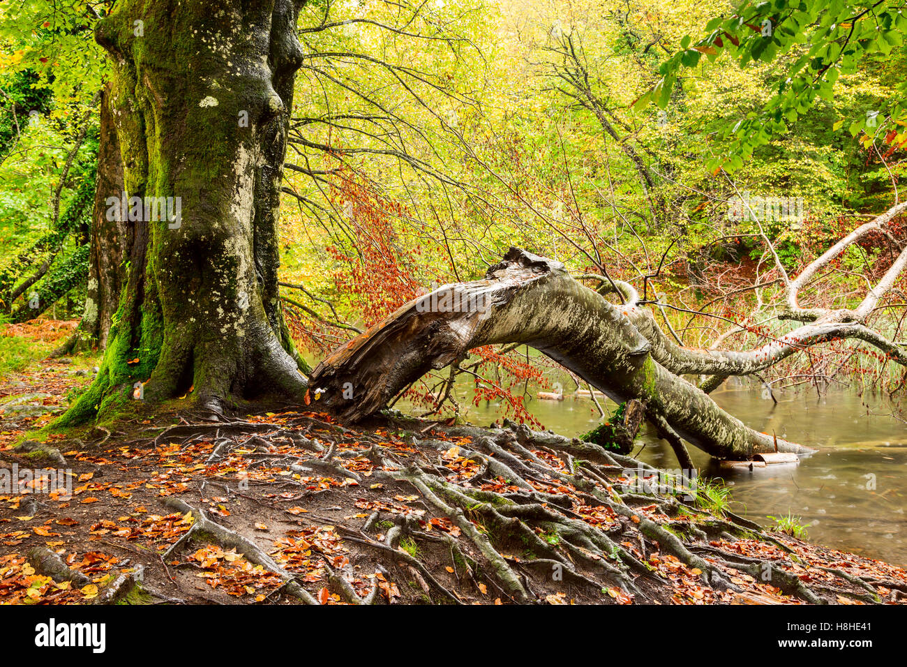 Tree roots and green forest in national park Plitvica, Croatia Stock ...