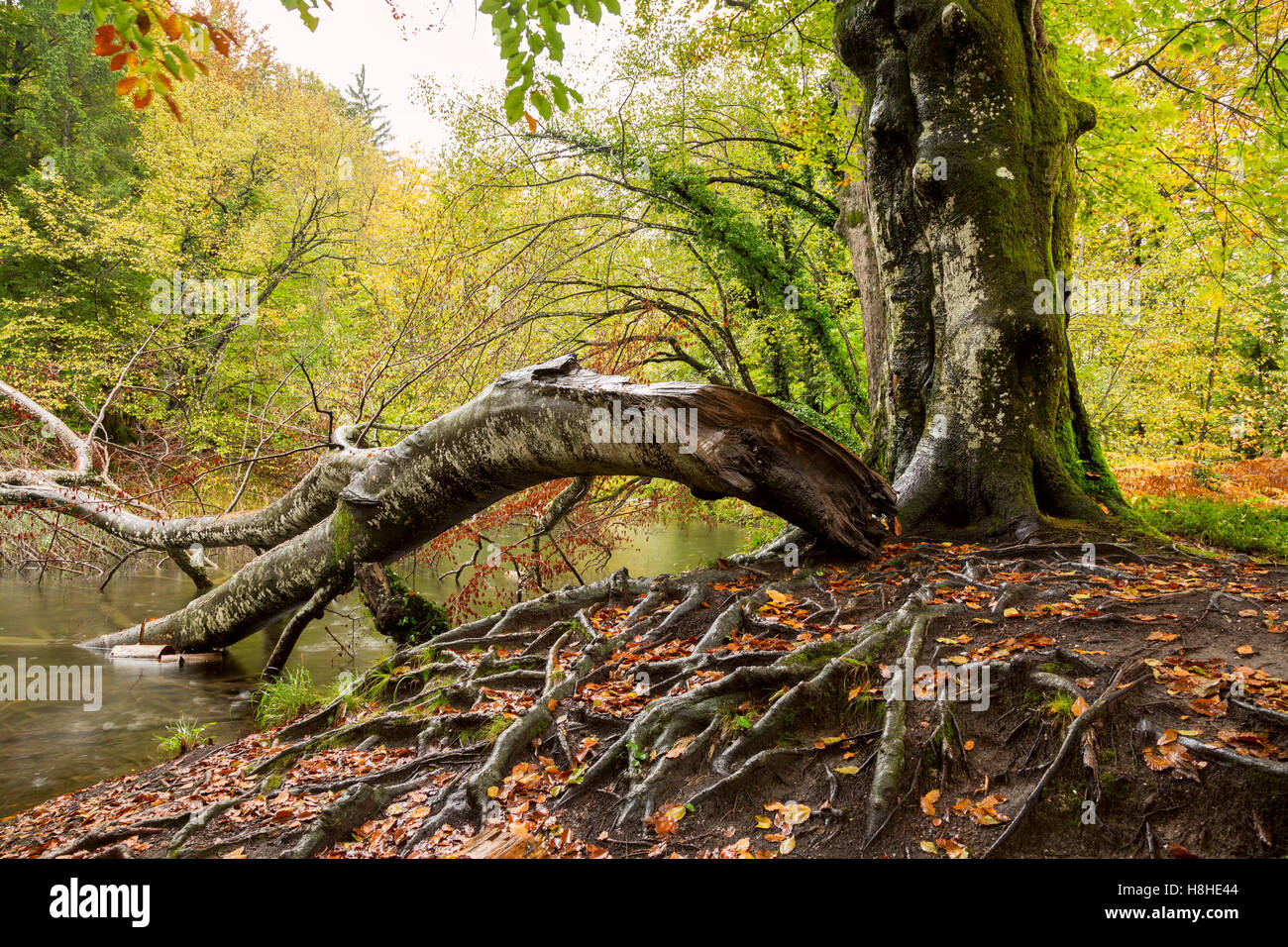 Tree roots and green forest in national park Plitvica, Croatia Stock ...