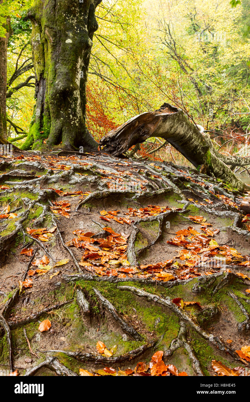 Tree roots and green forest in national park Plitvica, Croatia Stock ...
