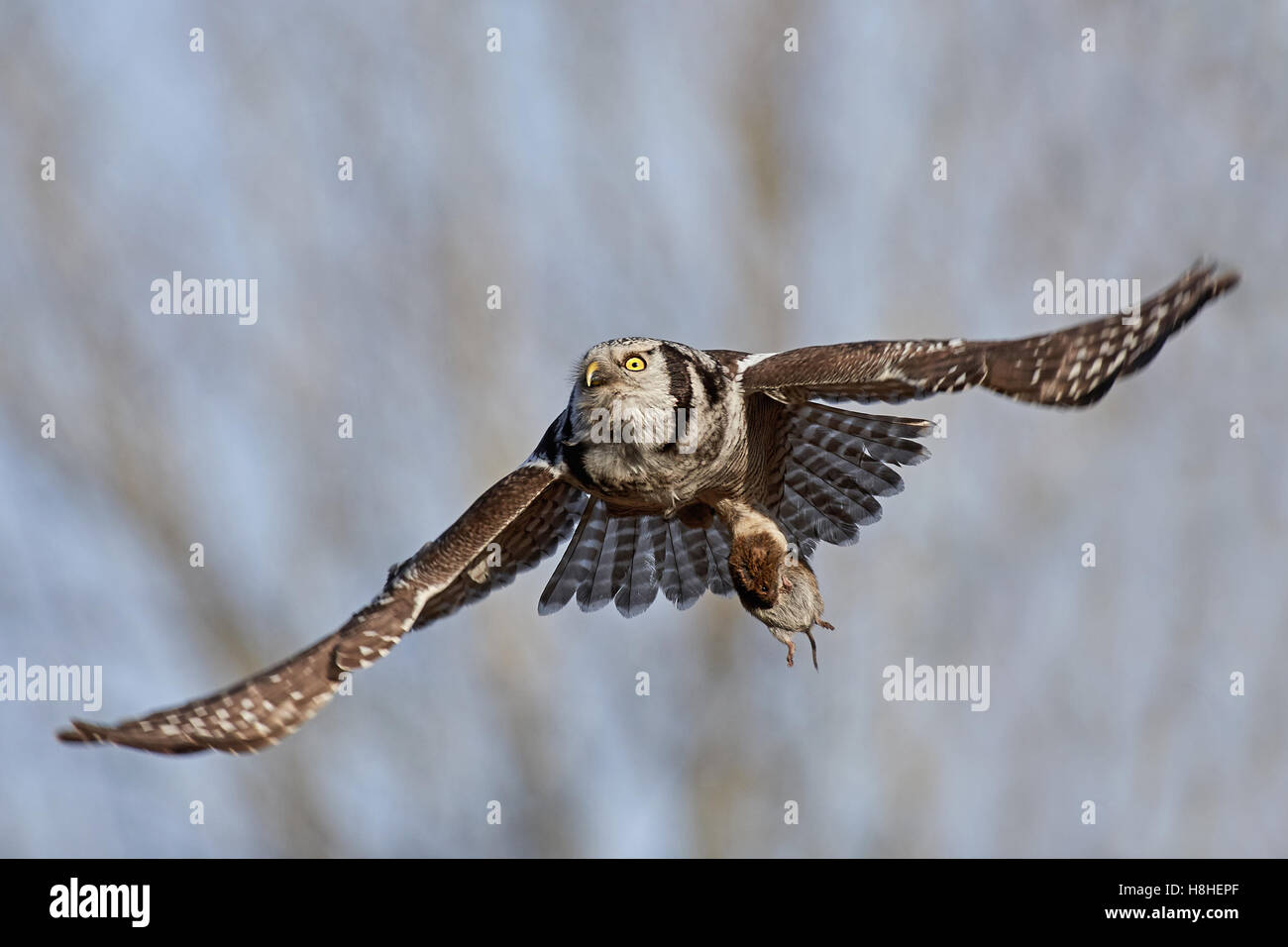 Northern hawk-owl in flight with with a mouse in its claws and ...