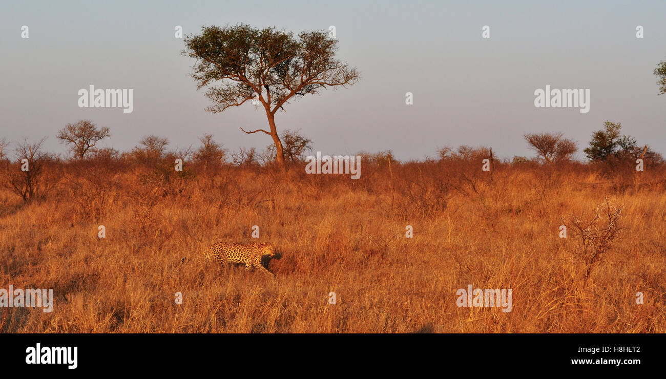 Safari in South Africa, savannah: a tree and an african leopard at ...
