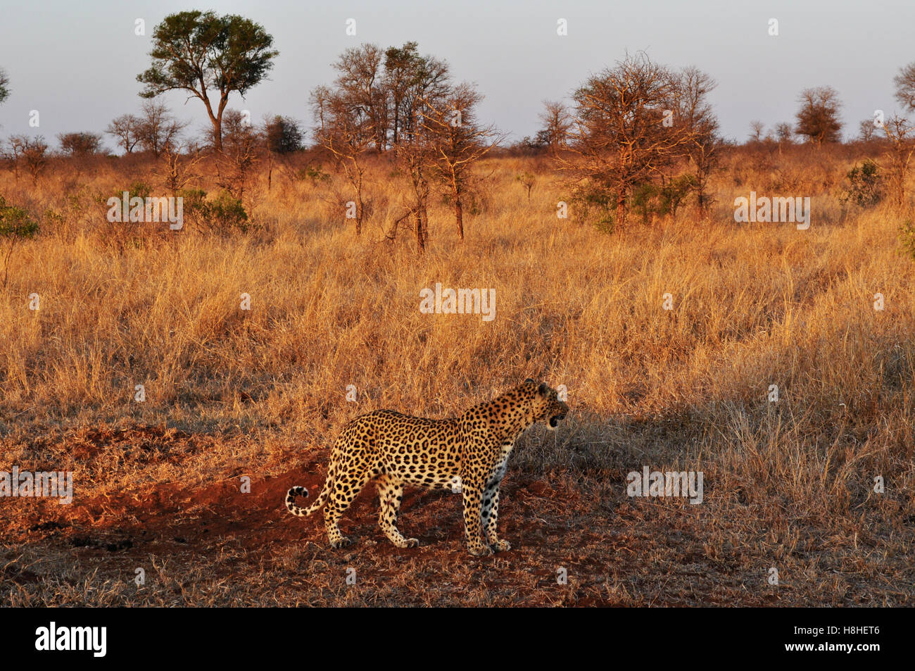 Safari in South Africa, savannah: a tree and an african leopard at ...