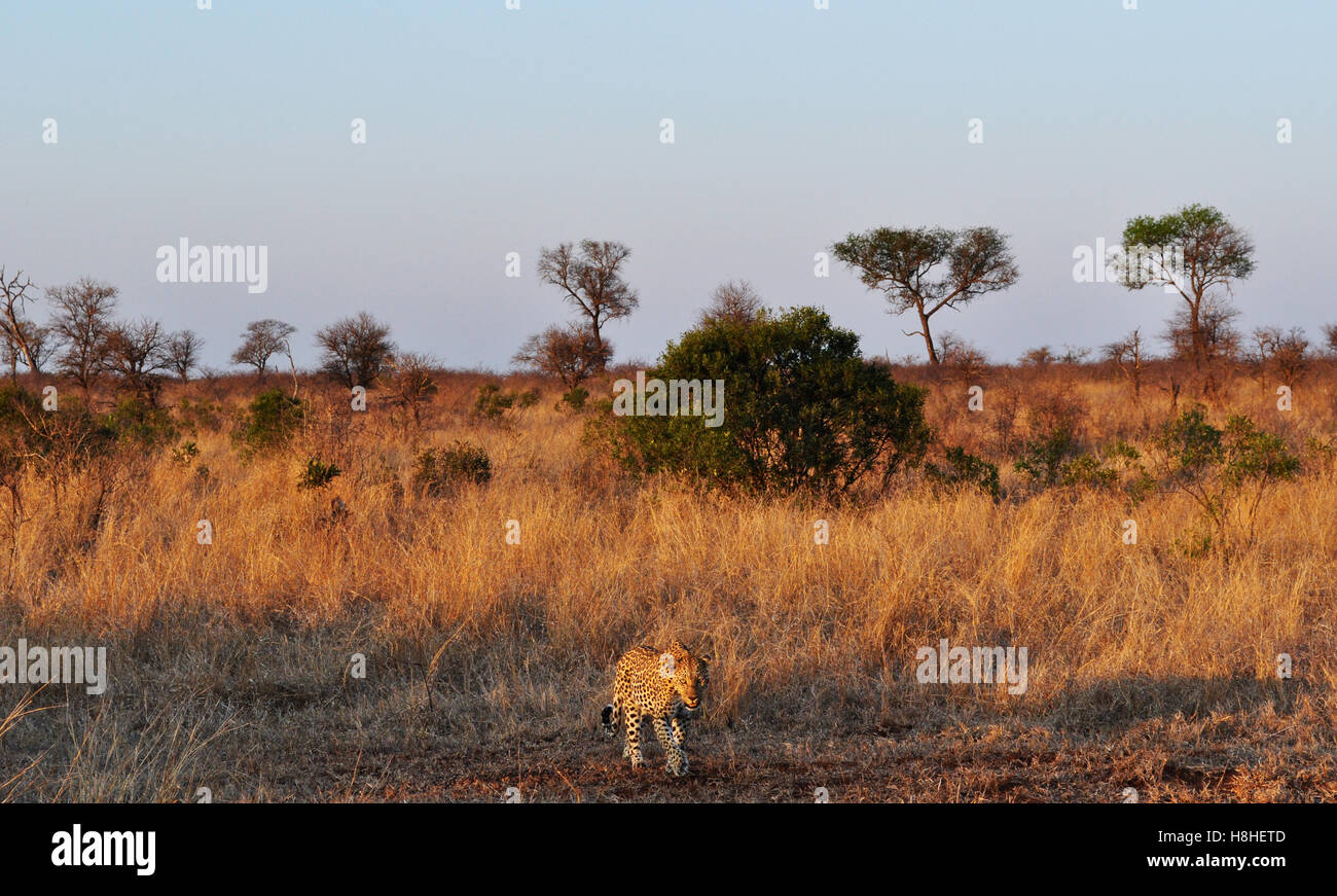 Safari in South Africa, savannah: a tree and an african leopard at ...