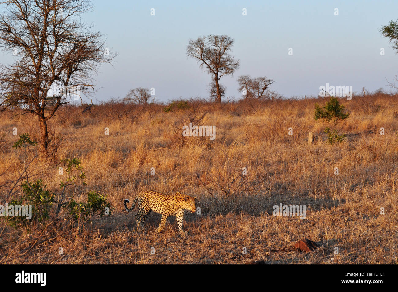 Safari in South Africa, savannah: a tree and an african leopard at ...