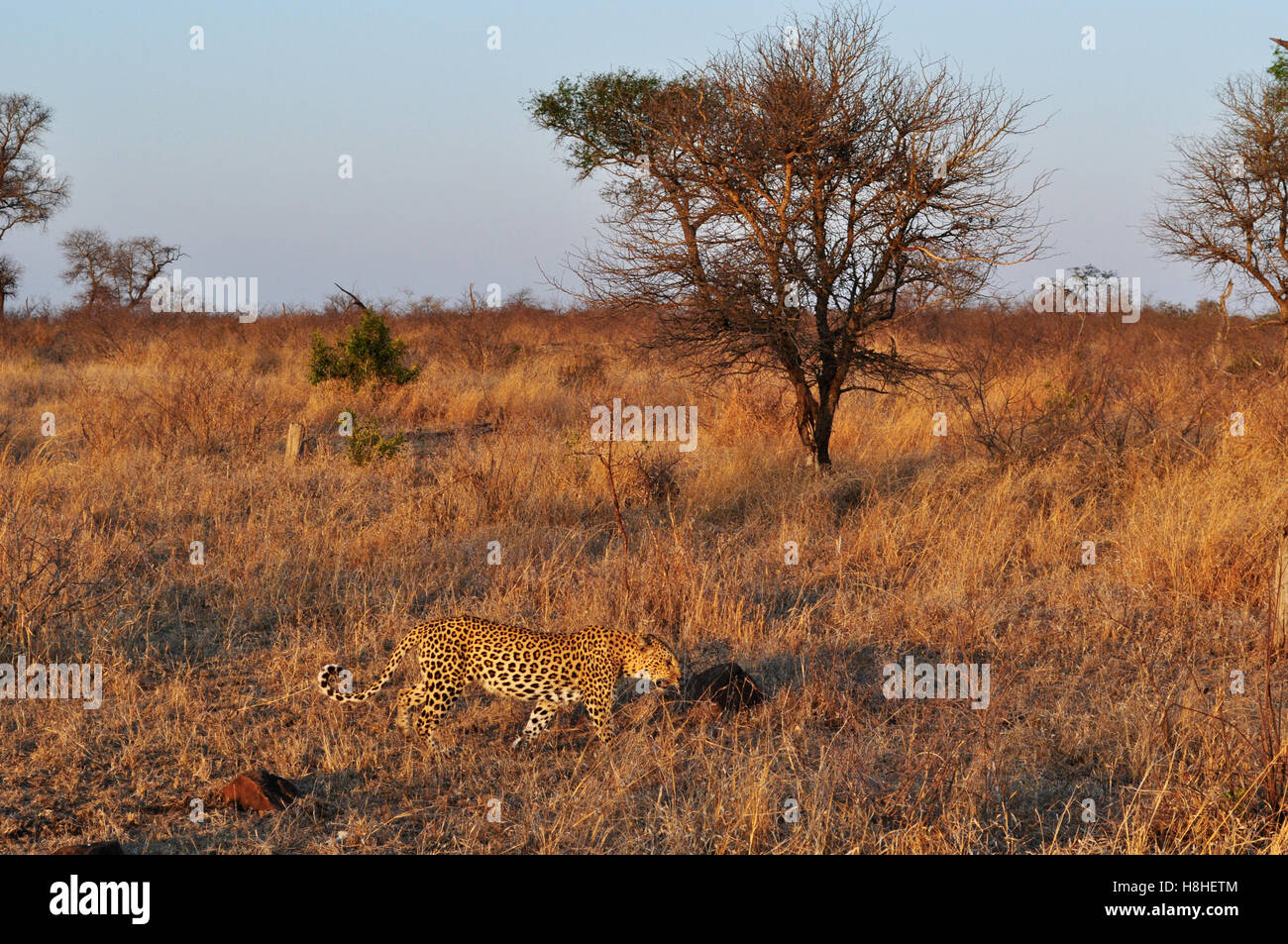 Safari in South Africa, savannah: a tree and an african leopard at ...