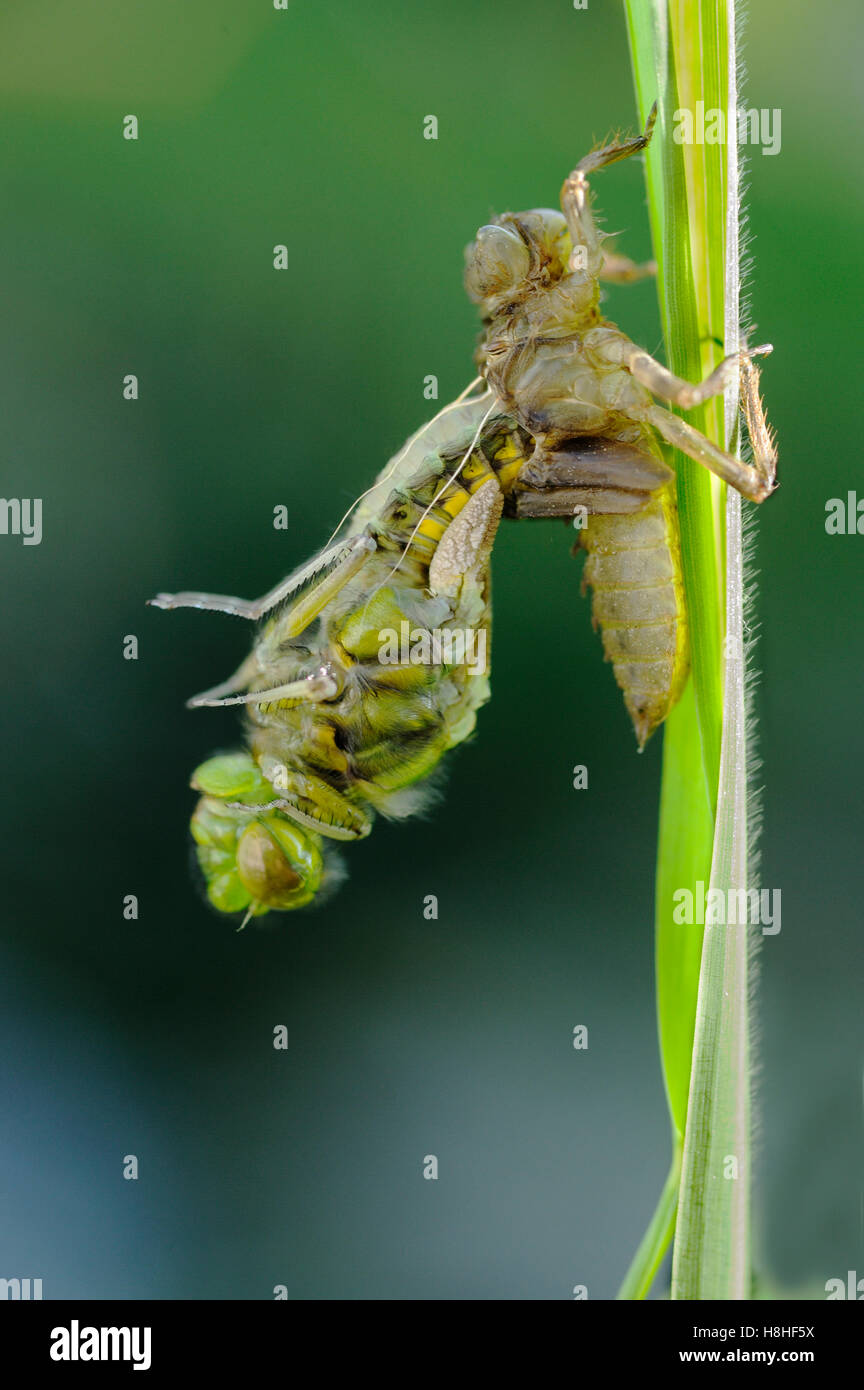 Dragonfly emerging from larval case Stock Photo - Alamy
