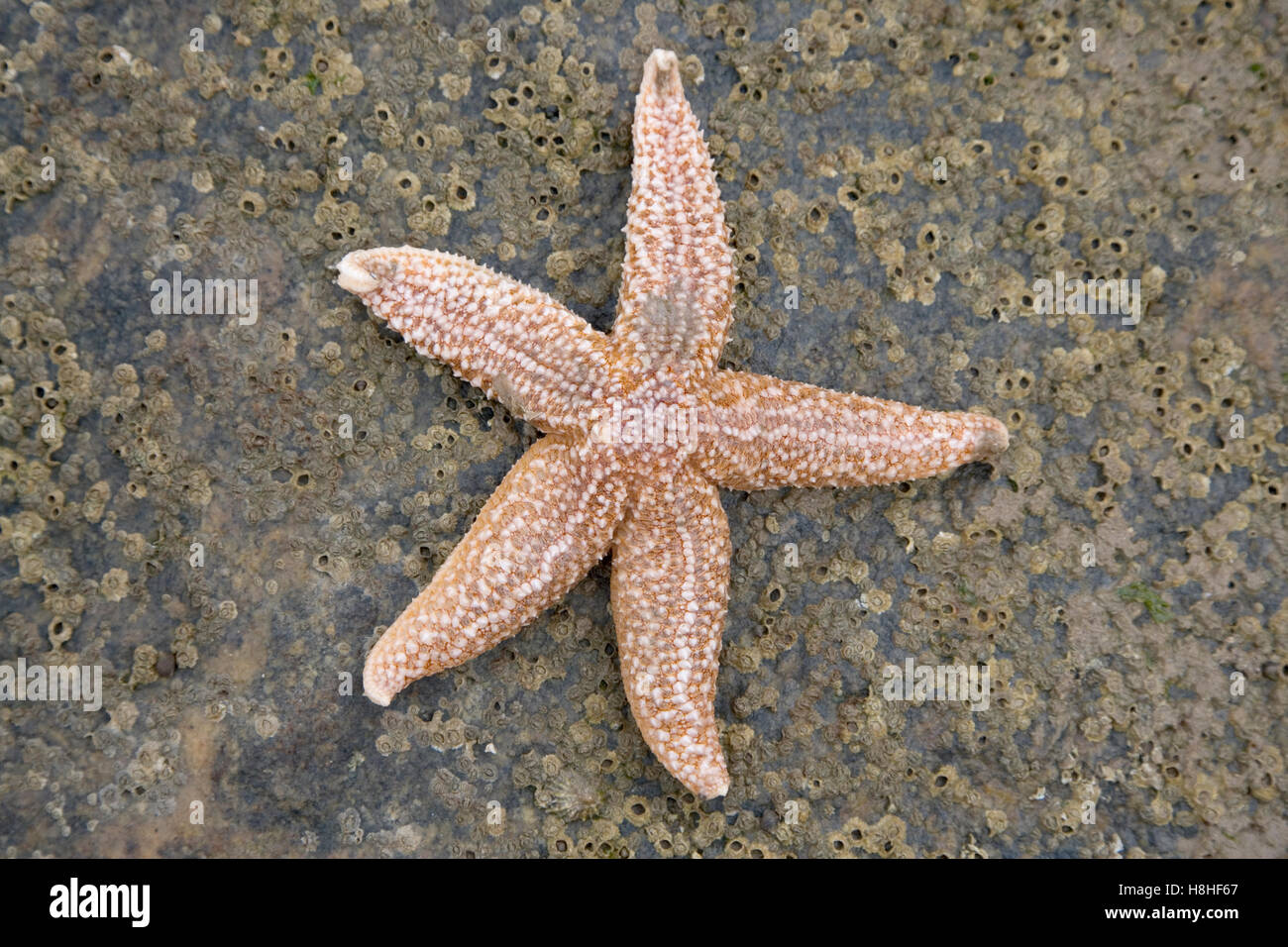 Common Starfish Stock Photo - Alamy