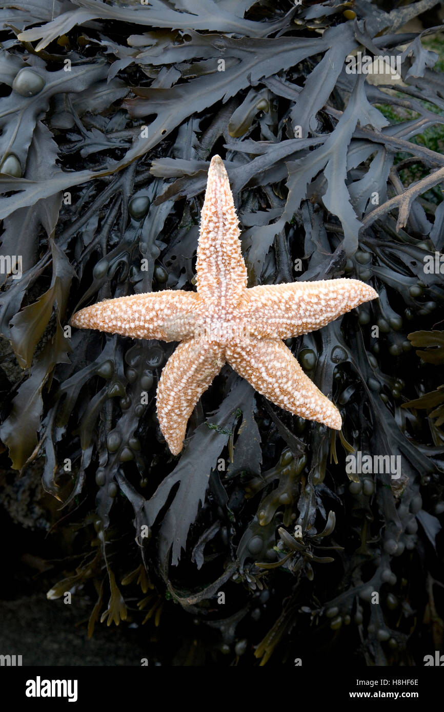 Common starfish hi-res stock photography and images - Alamy