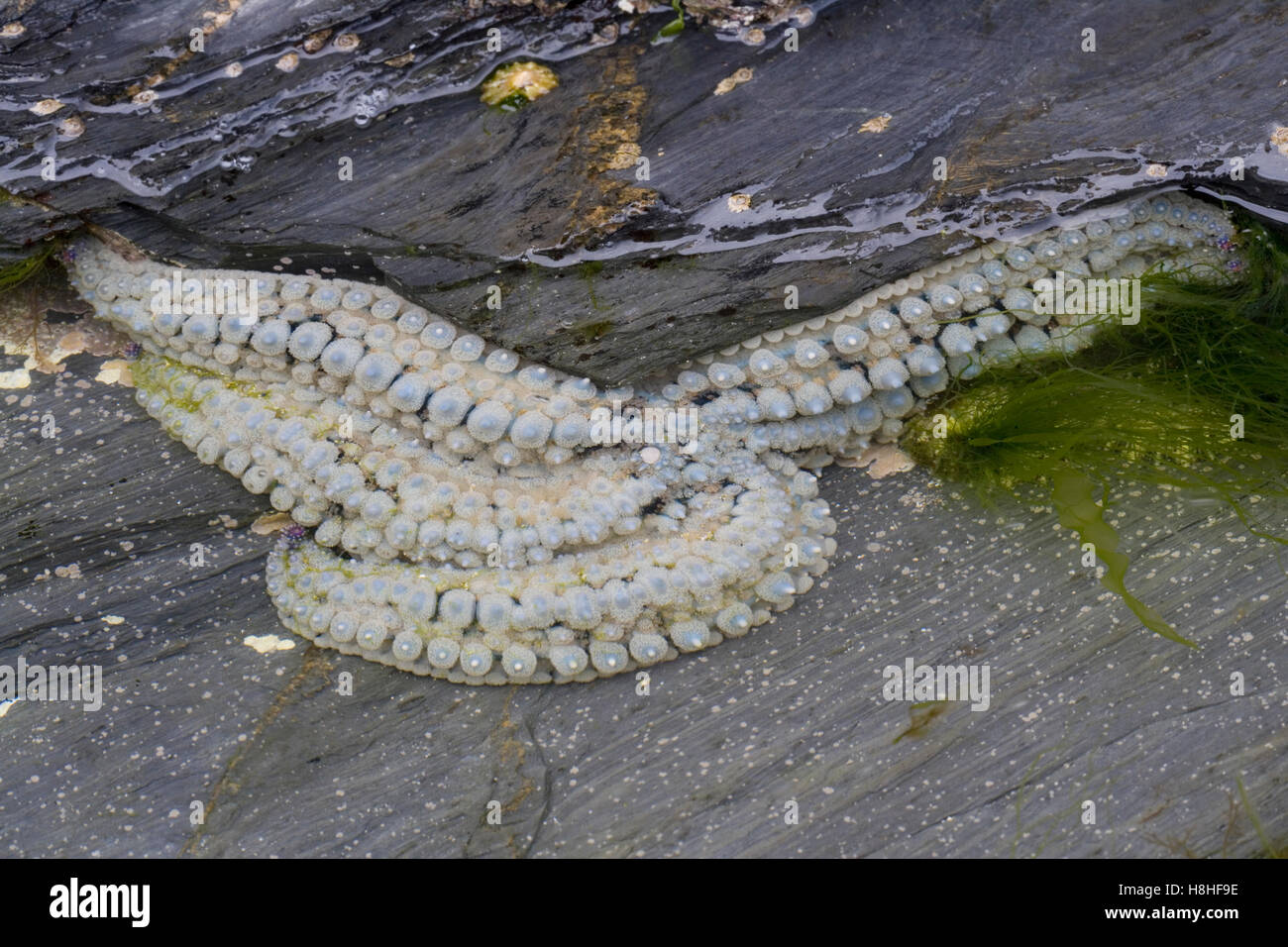 Spiny star hi-res stock photography and images - Alamy