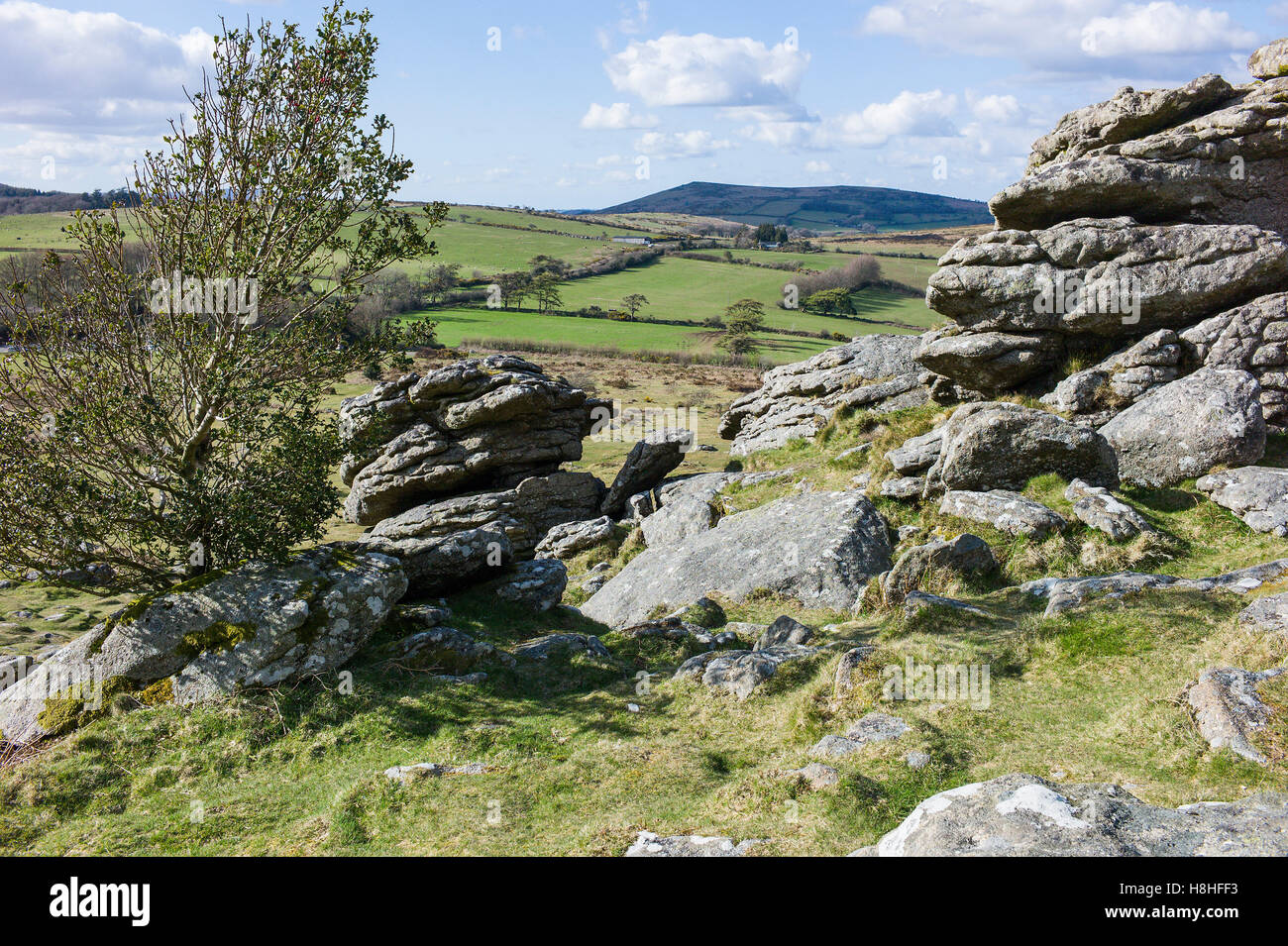 Old Holly Tree Uk High Resolution Stock Photography and Images - Alamy