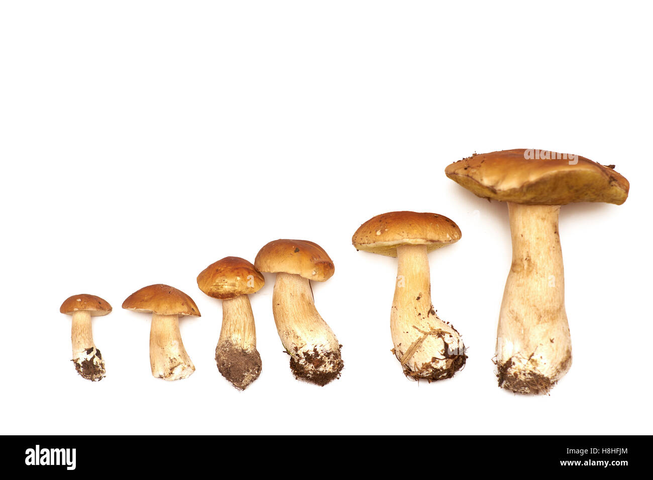 mushroom graph of business growth Stock Photo - Alamy