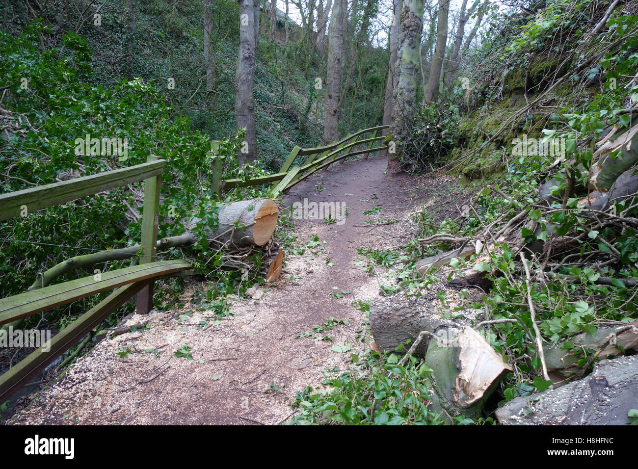 Storm Damage caused by fallen trees Stock Photo - Alamy
