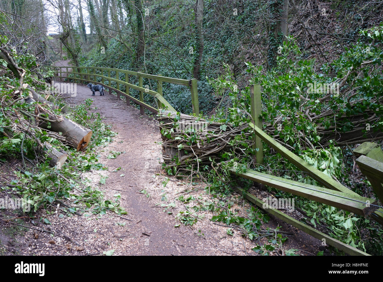 Storm Damage caused by fallen trees Stock Photo - Alamy