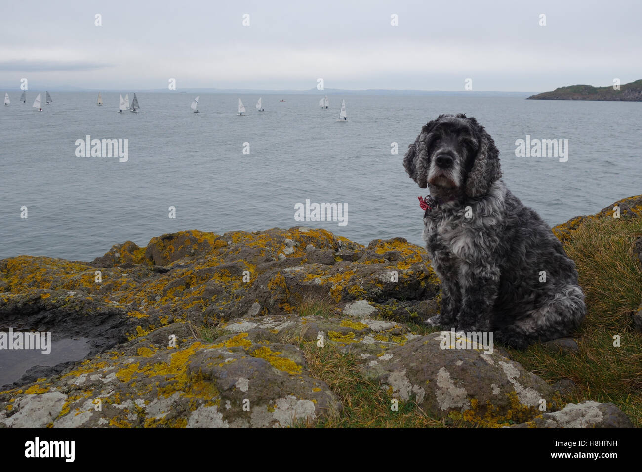 Cocker Spaniel Dog sitting on Rocks, sailing dinghies in background ...