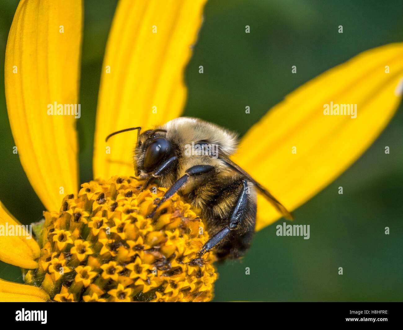 bumblebee, also written bumble bee, is any member of the bee genus ...